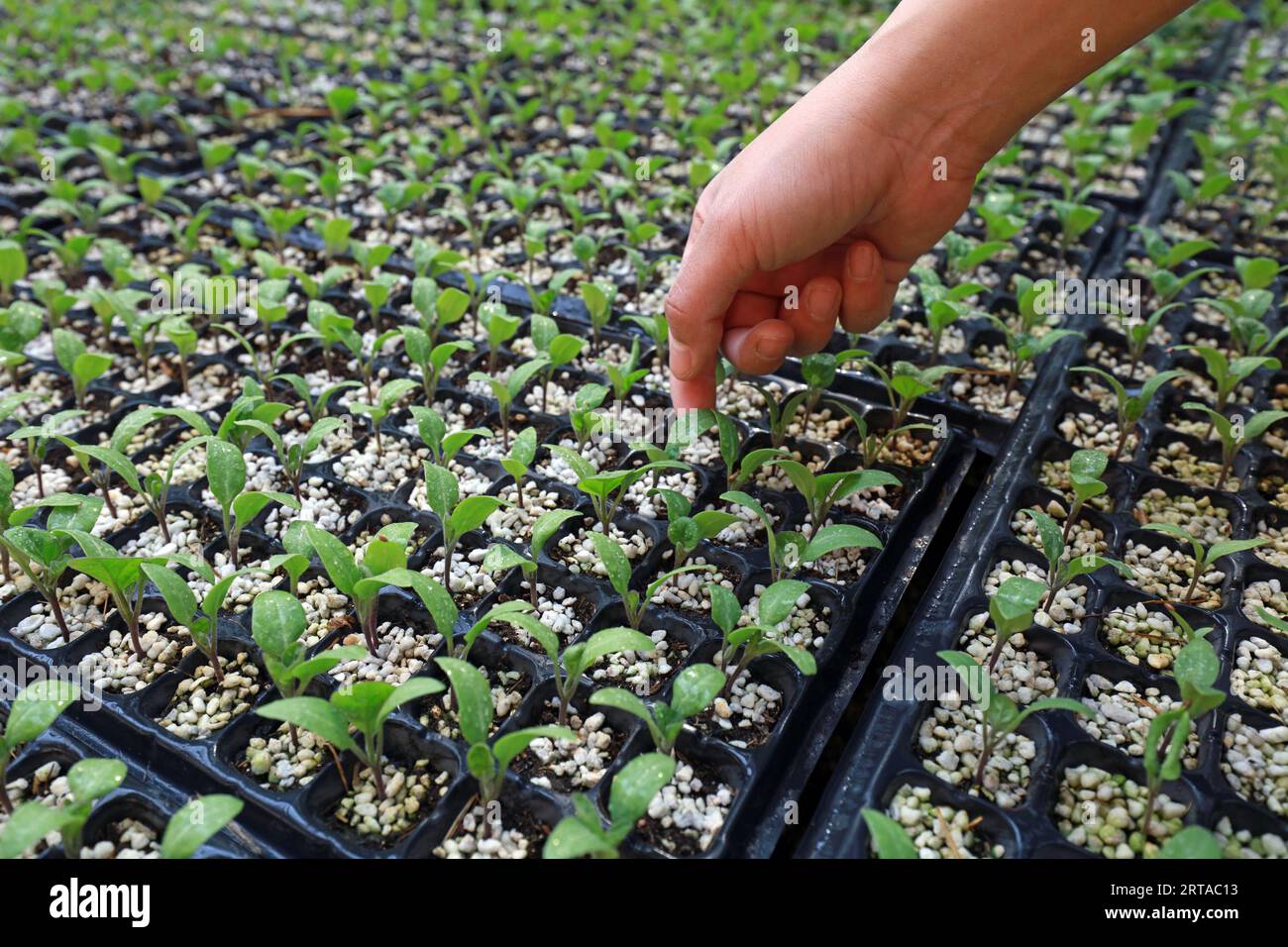 Farmer's hand planting a seed in soil Stock Photo - Alamy