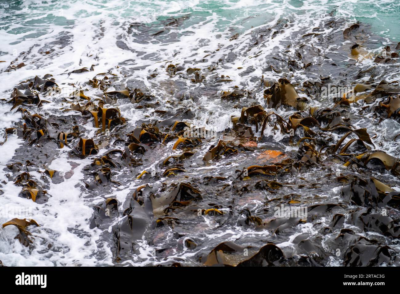 Bull kelp seaweed growing on rocks. Edible sea weed ready to harvest in ...