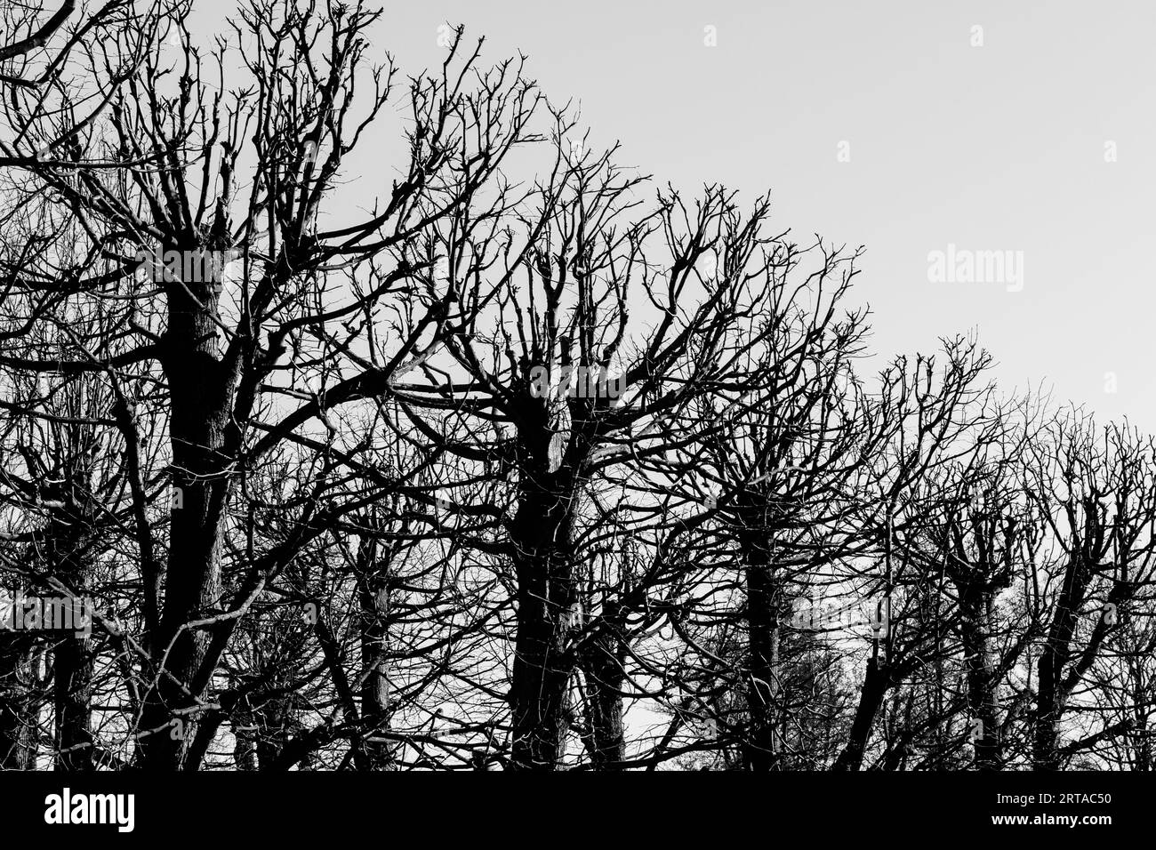 Sad depressive nature Black and White Stock Photos & Images - Alamy