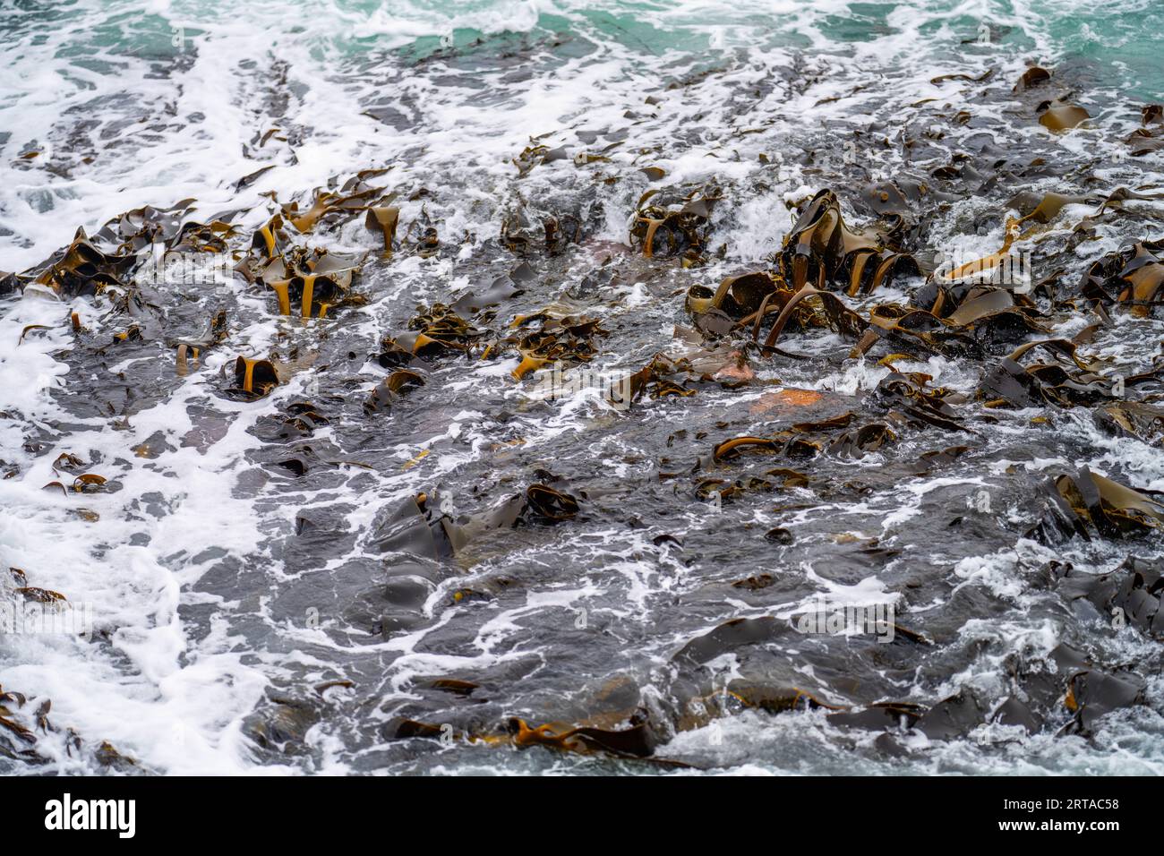 Seaweed and bull kelp growing on rocks in the ocean in australia. Waves ...