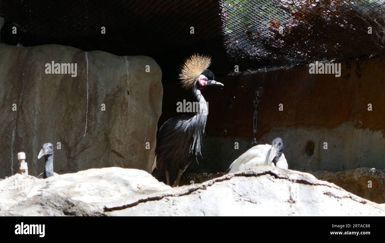 Los Angeles, California, USA 31st August 2023 African Crowned Crane and ...