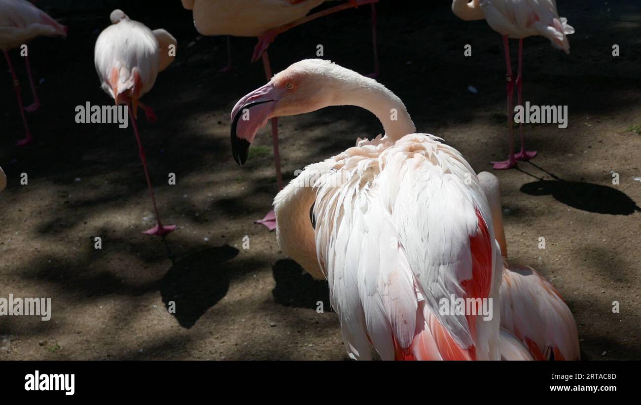 Los Angeles, California, USA 31st August 2023 Flamingos at LA Zoo on ...