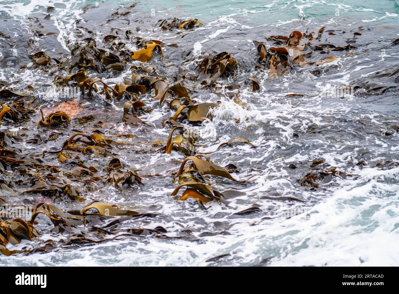 Seaweed and bull kelp growing on rocks in the ocean in australia. Waves ...
