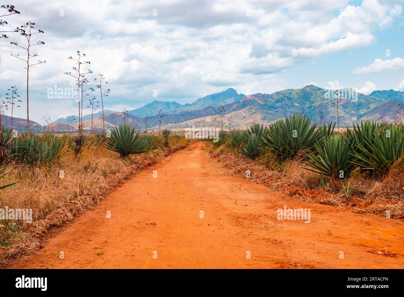 Sisal - Agave sisalana plantation against the background of Uluguru ...