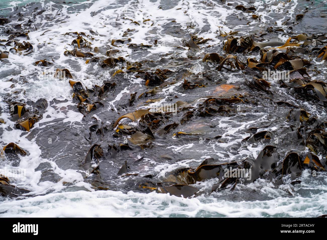 Seaweed and bull kelp growing on rocks in the ocean in australia. Waves ...