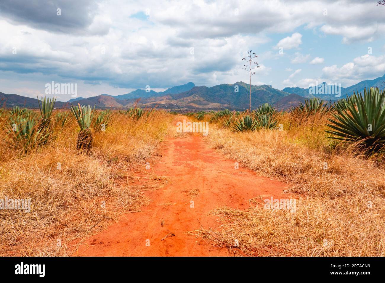 Sisal - Agave sisalana plantation against the background of Uluguru ...