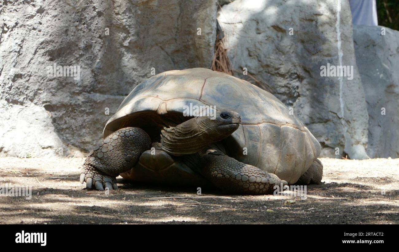 Los Angeles, California, USA 31st August 2023 Aldabra Tortoise at LA ...