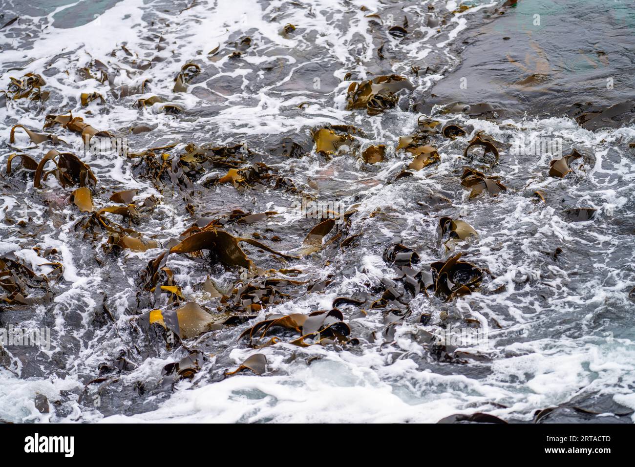 Bull kelp seaweed growing on rocks. Edible sea weed ready to harvest in ...