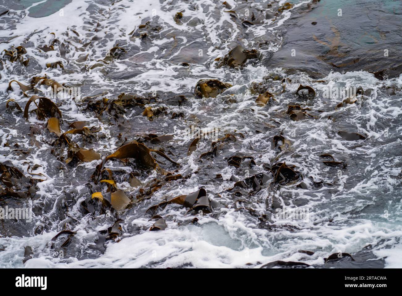 Seaweed and bull kelp growing on rocks in the ocean in australia. Waves ...