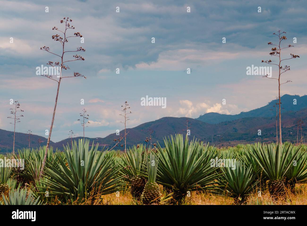 Sisal - Agave sisalana plantation against the background of Uluguru ...