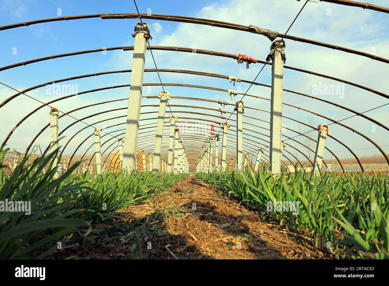 Leek and greenhouse frame Stock Photo - Alamy
