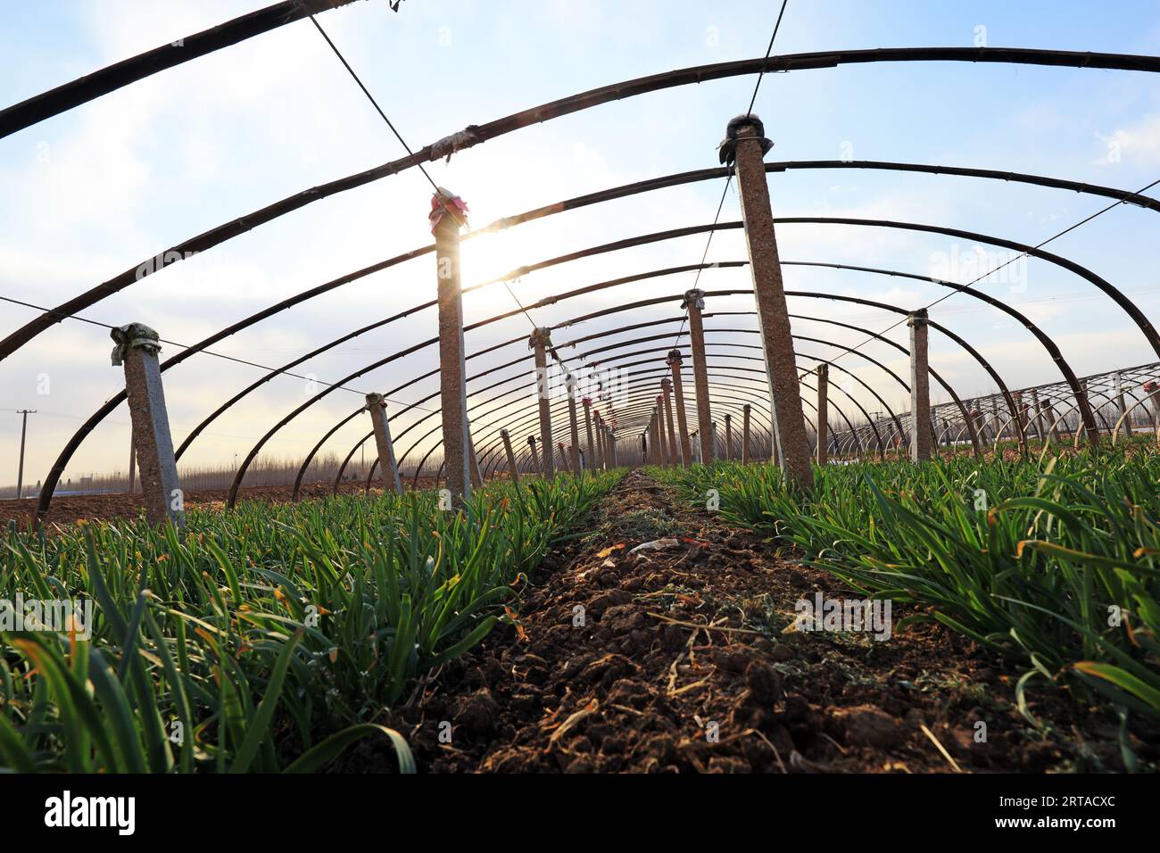 Leek and greenhouse frame Stock Photo - Alamy