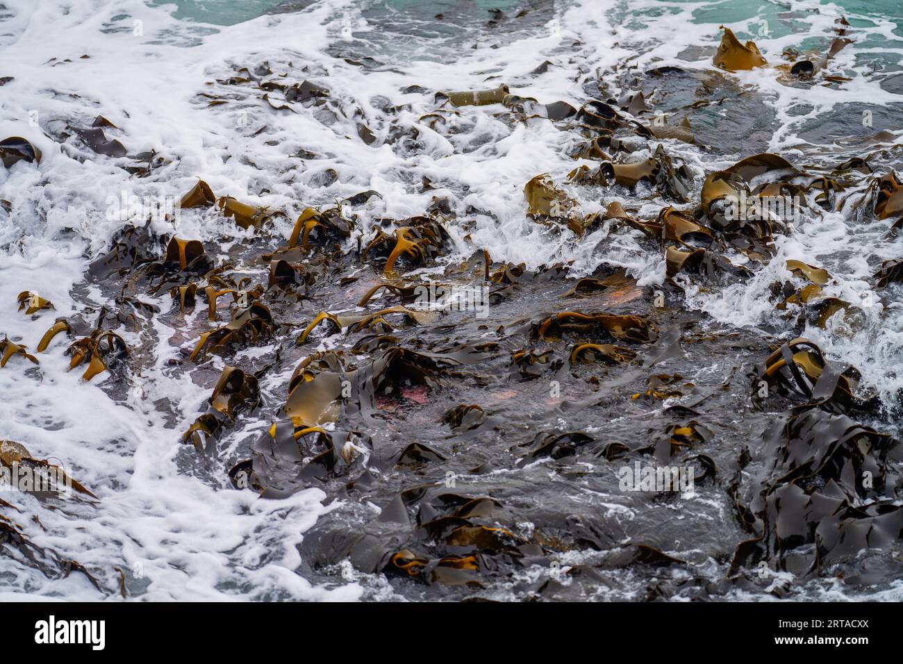 Seaweed and bull kelp growing on rocks in the ocean in australia. Waves ...