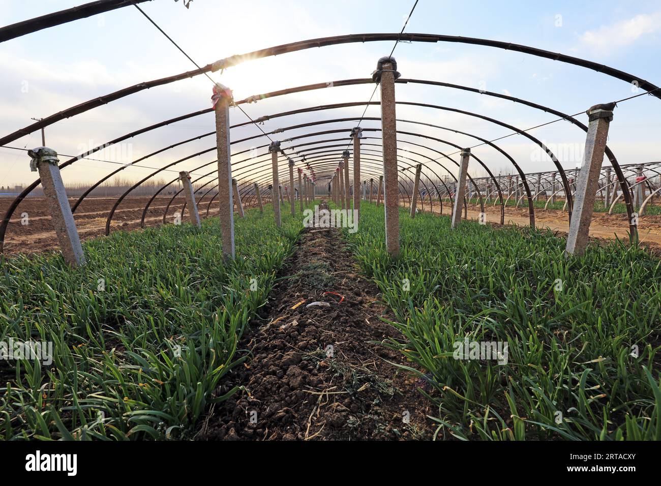 Leek and greenhouse frame Stock Photo - Alamy