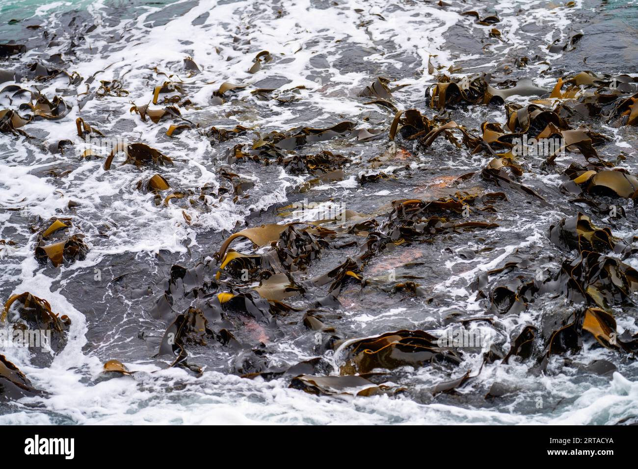 Seaweed and bull kelp growing on rocks in the ocean in australia. Waves ...