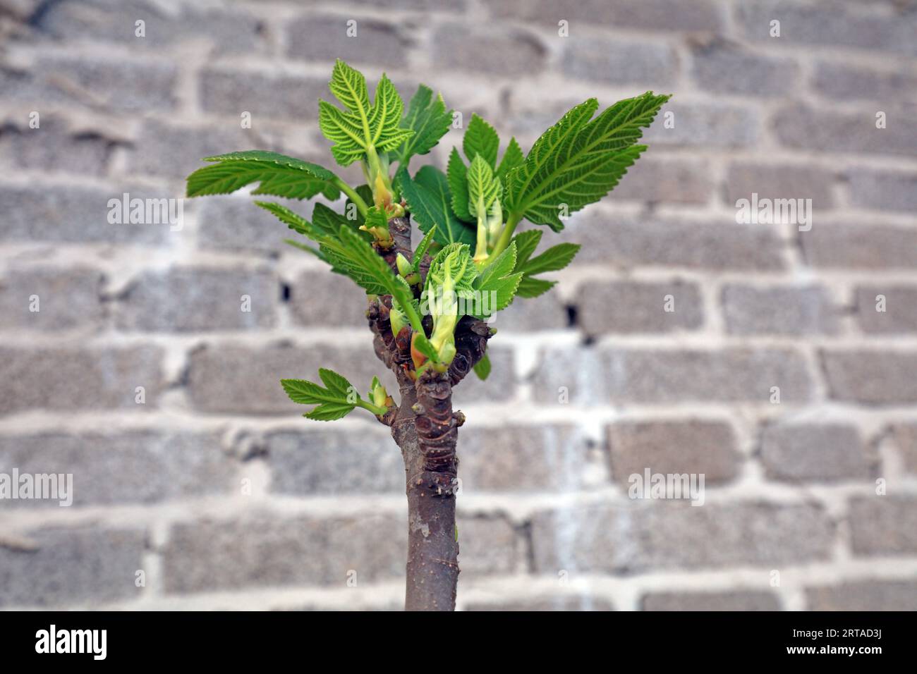 The tender leaves hi-res stock photography and images - Alamy