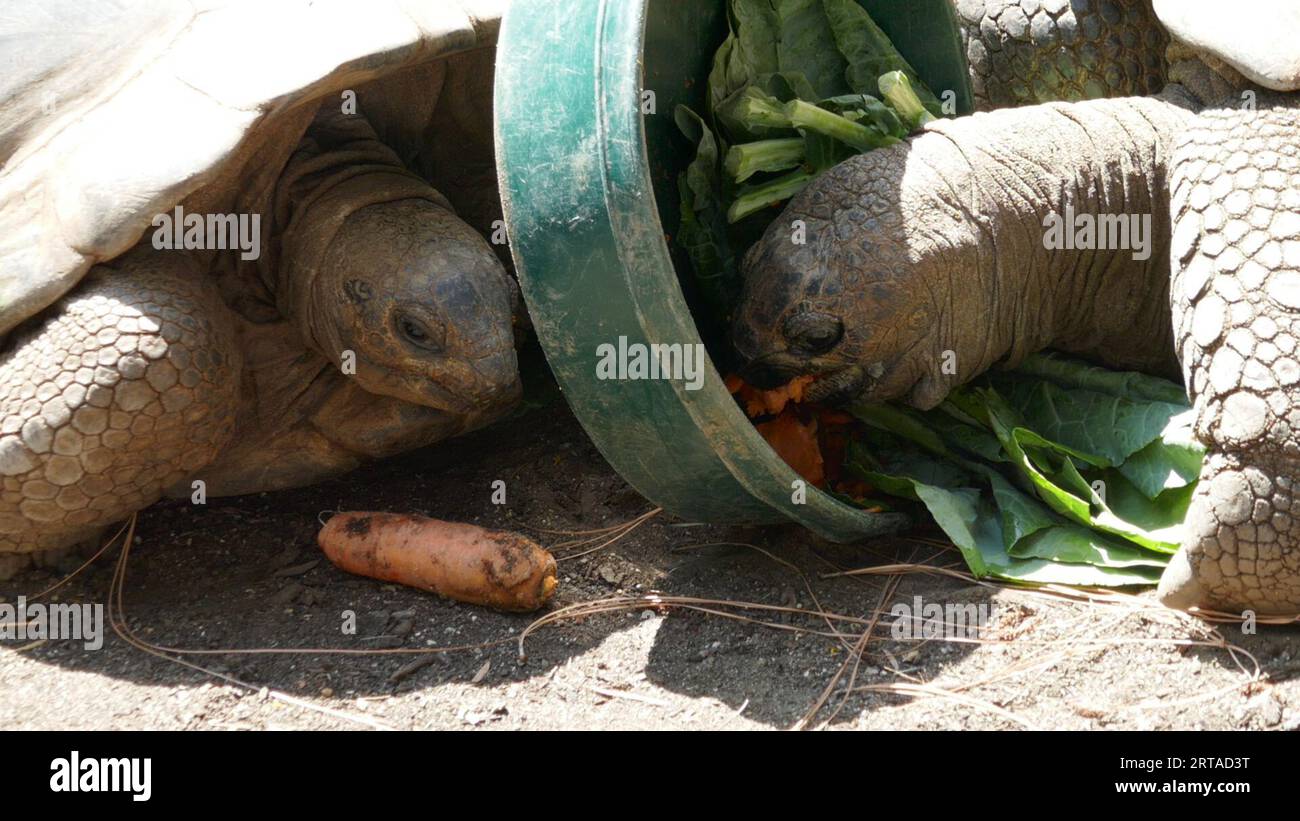 Los Angeles, California, USA 31st August 2023 Aldabra Tortoises at LA ...