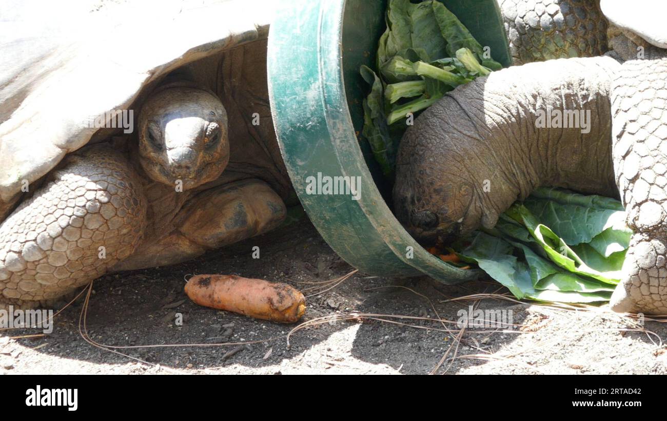 Los Angeles, California, USA 31st August 2023 Aldabra Tortoises at LA ...