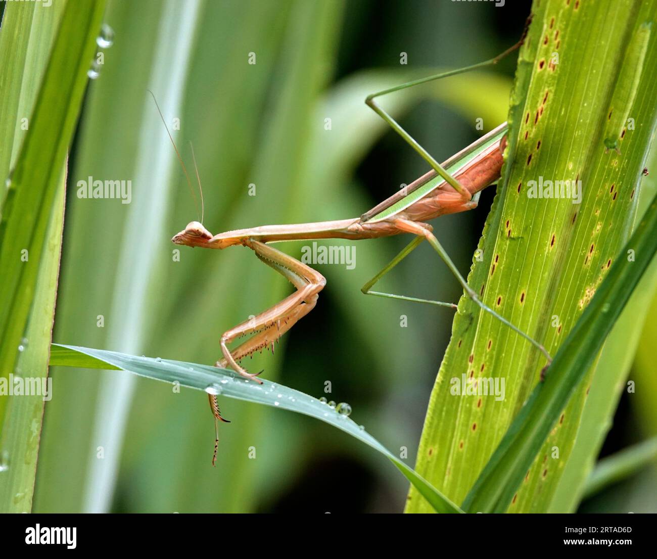 A European mantis (Mantis religiosa) atop a single blade of grass in a ...