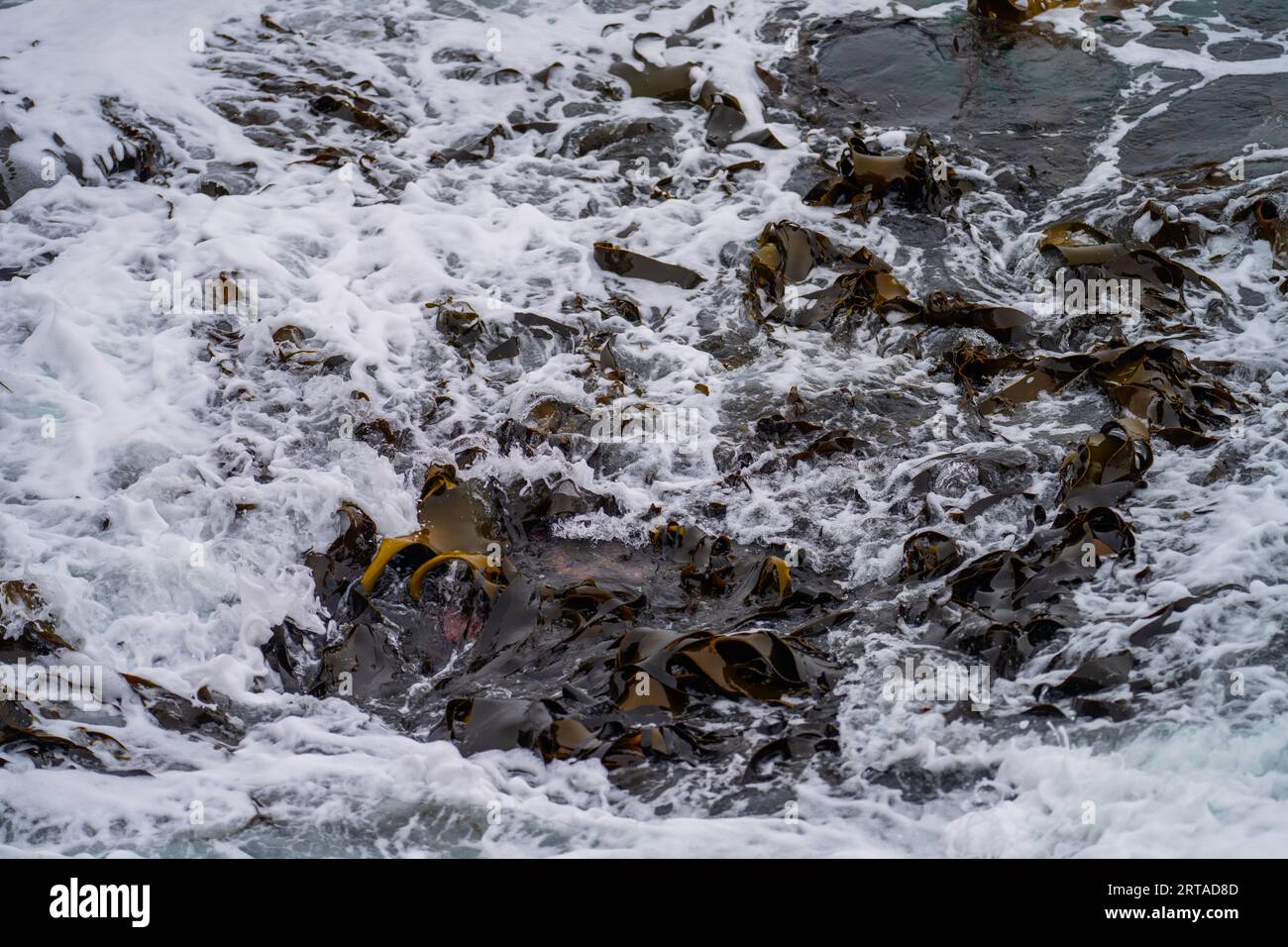 Seaweed and bull kelp growing on rocks in the ocean in australia. Waves ...