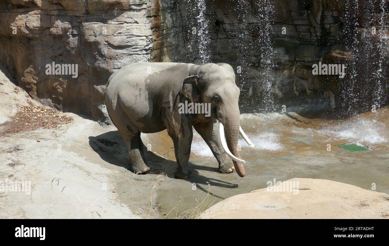 Los Angeles, California, USA 31st August 2023 Asian Elephant Billy at ...