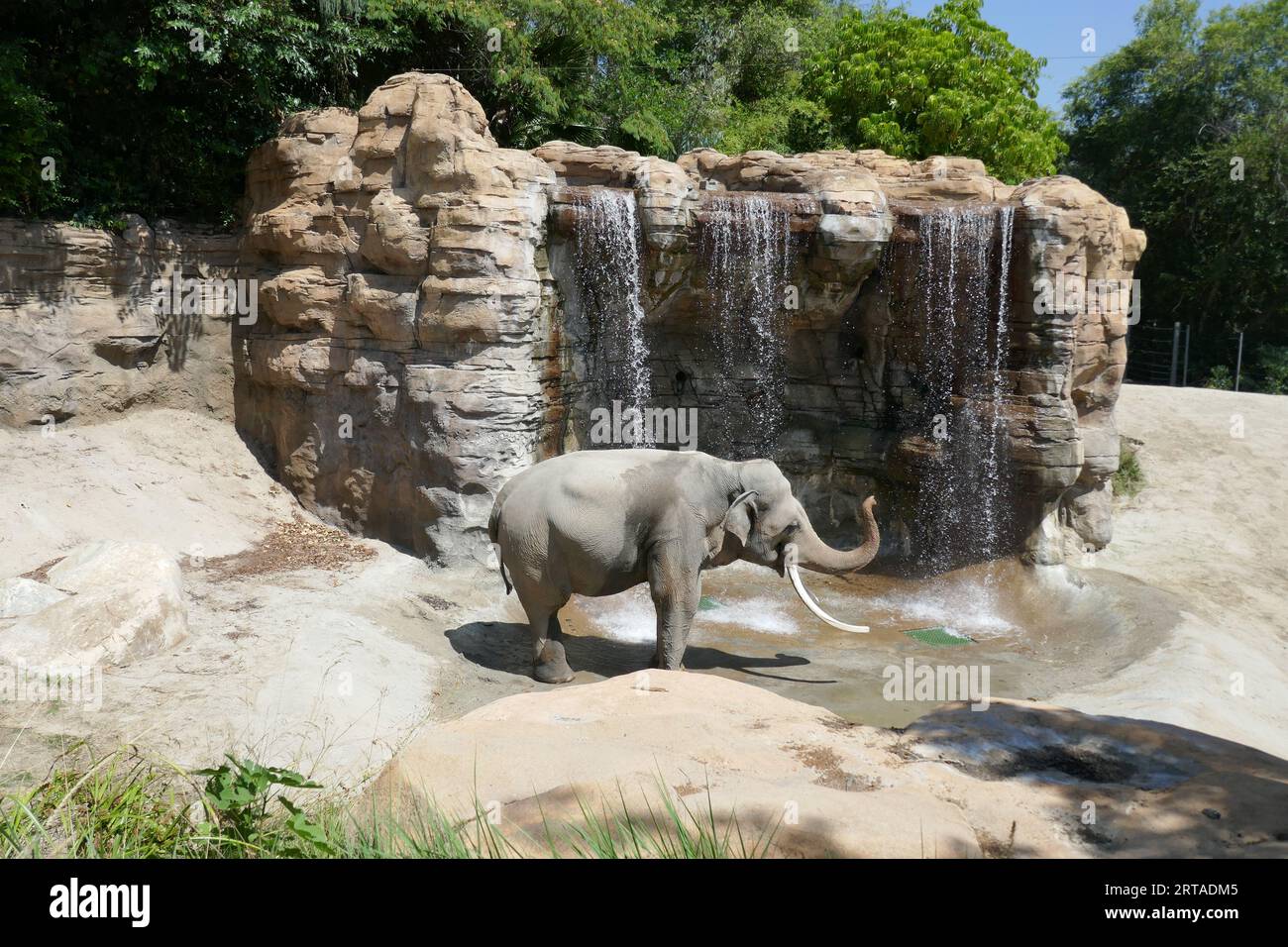 Los Angeles, California, USA 31st August 2023 Asian Elephant Billy at ...