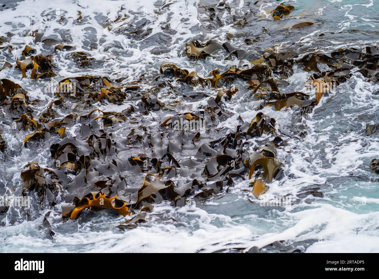 Seaweed and bull kelp growing on rocks in the ocean in australia. Waves ...
