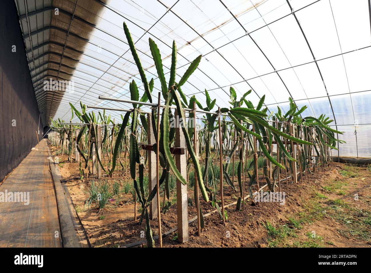 pitaya plant in a greenhouse on a farm Stock Photo - Alamy