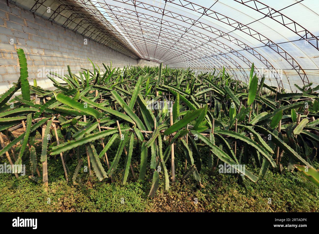 pitaya plant in a greenhouse on a farm Stock Photo - Alamy