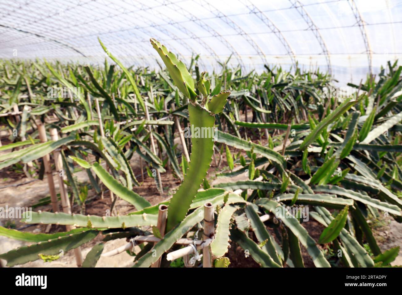 pitaya plant in a greenhouse on a farm Stock Photo - Alamy
