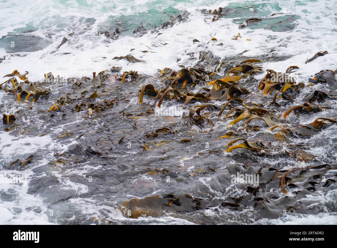 Seaweed and bull kelp growing on rocks in the ocean in australia. Waves ...