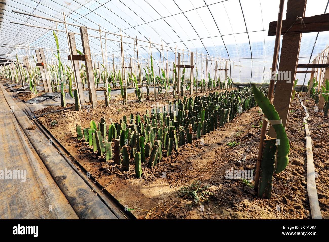 pitaya plant in a greenhouse on a farm Stock Photo - Alamy