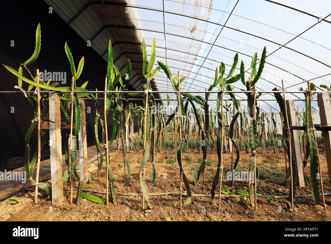 pitaya plant in a greenhouse on a farm Stock Photo - Alamy