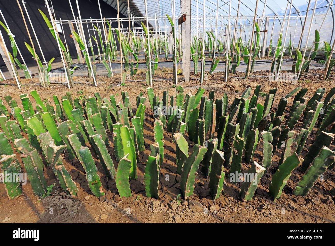pitaya plant in a greenhouse on a farm Stock Photo - Alamy