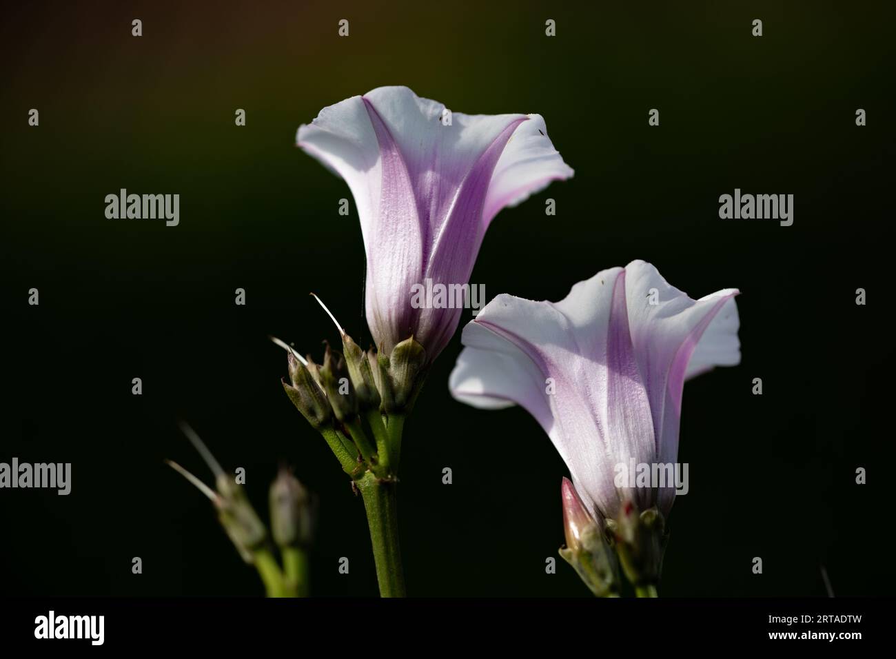 Sweet Potato Flower (Ipomoea batatas Stock Photo - Alamy