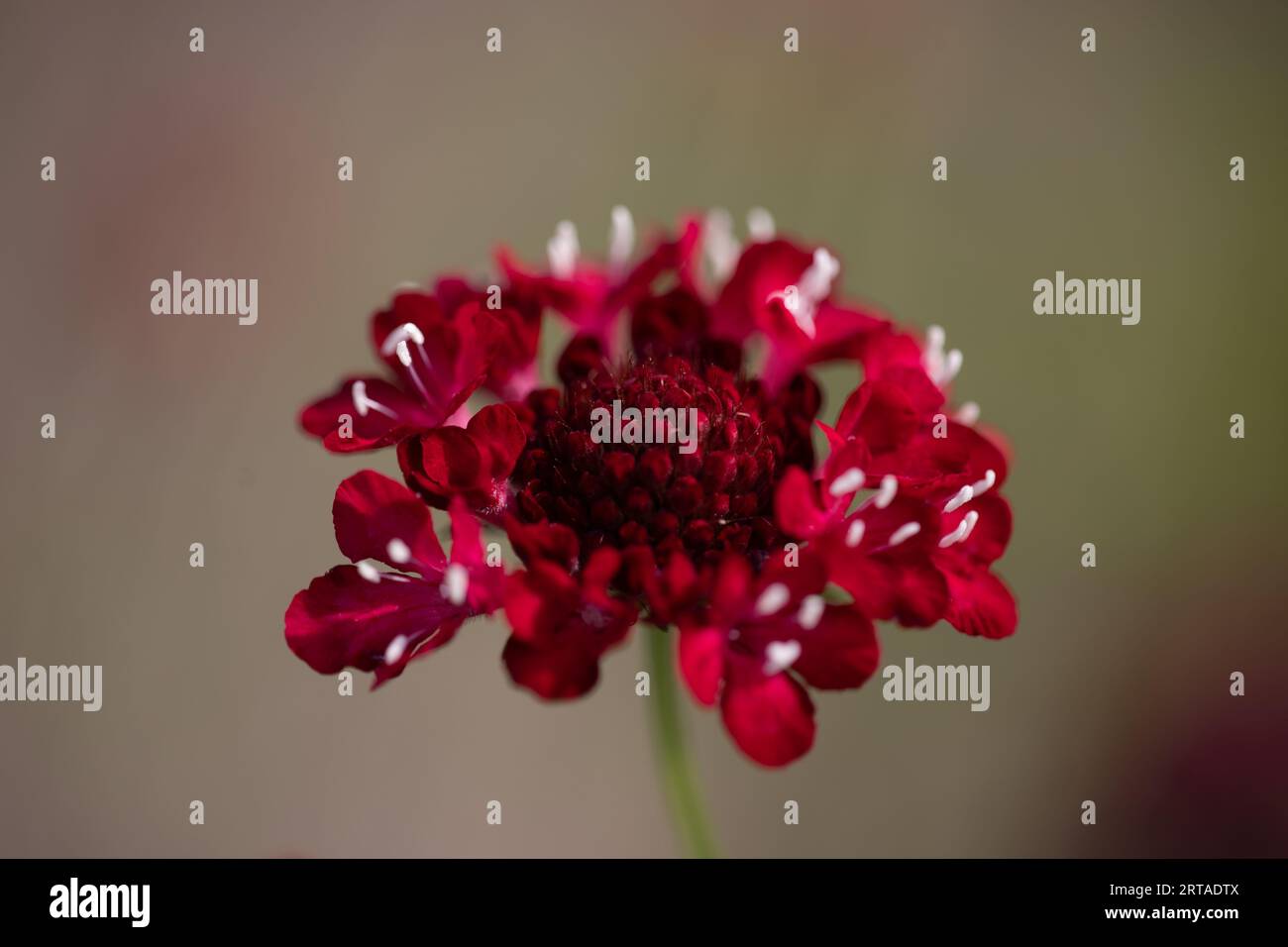 Pincushion flower scabiosa atropurpurea hi-res stock photography and ...