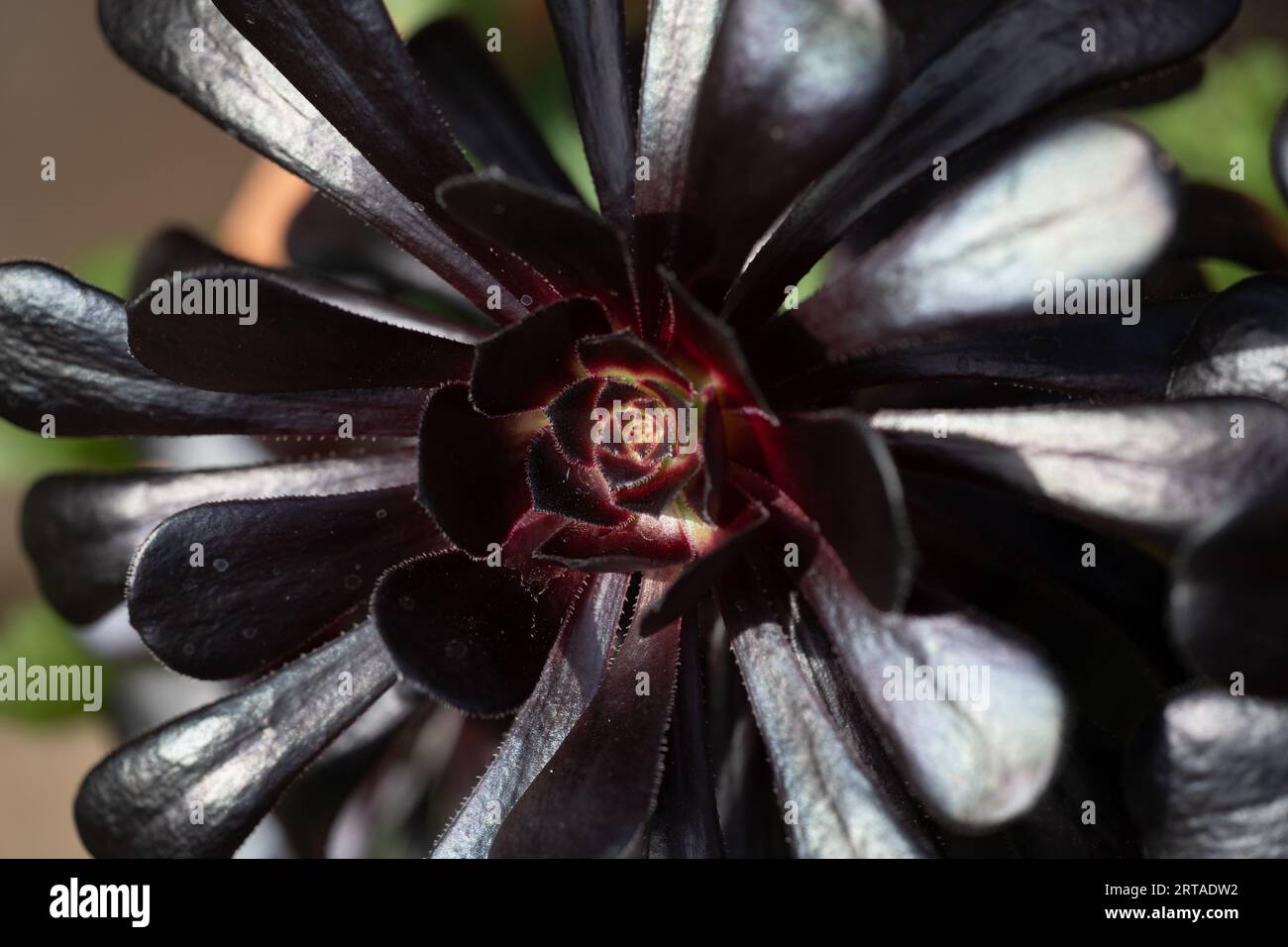 Arbre aeonium aeonium arboreum hi-res stock photography and images - Alamy