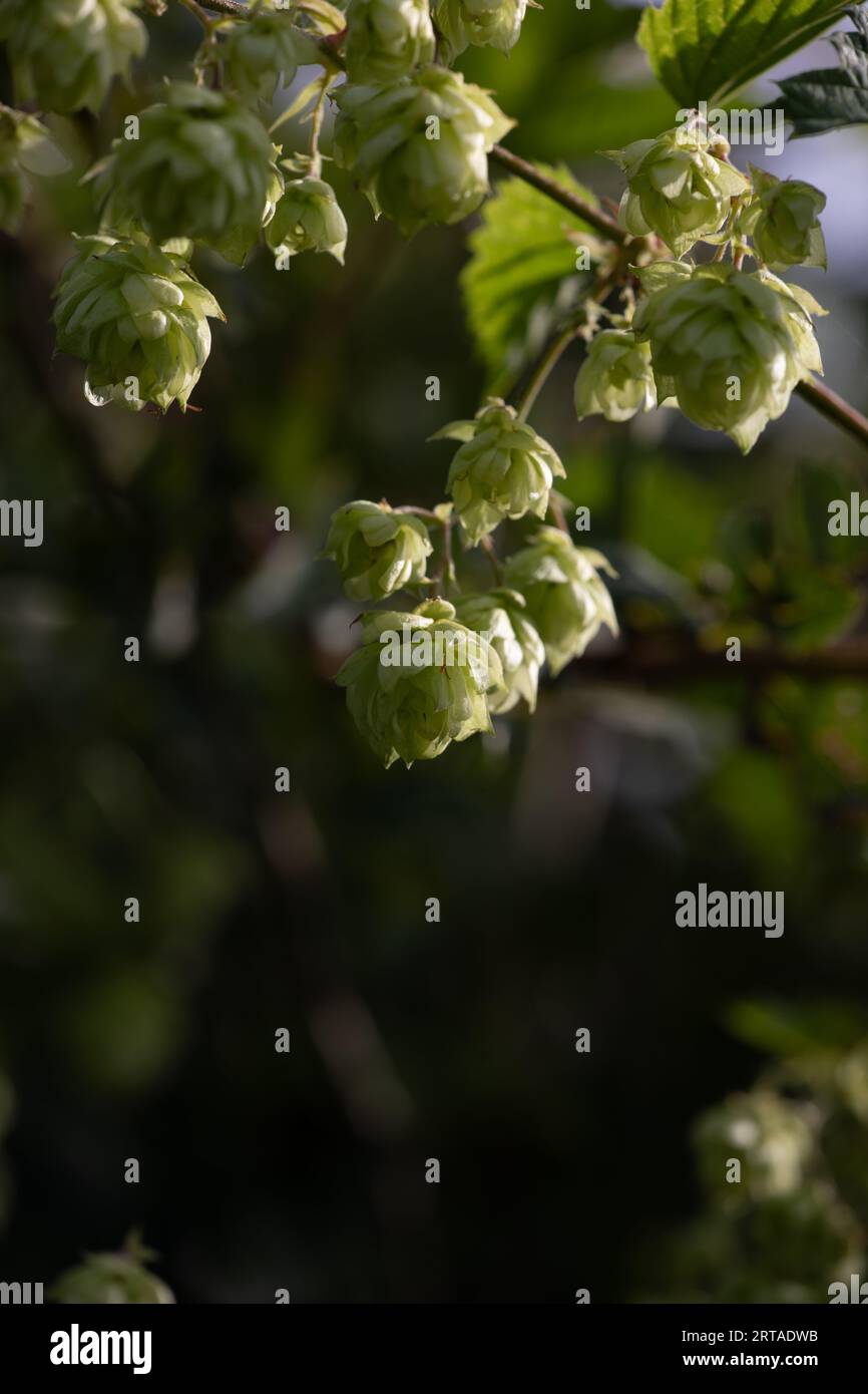 Vine and leaves humulus lupulus hi-res stock photography and images - Alamy