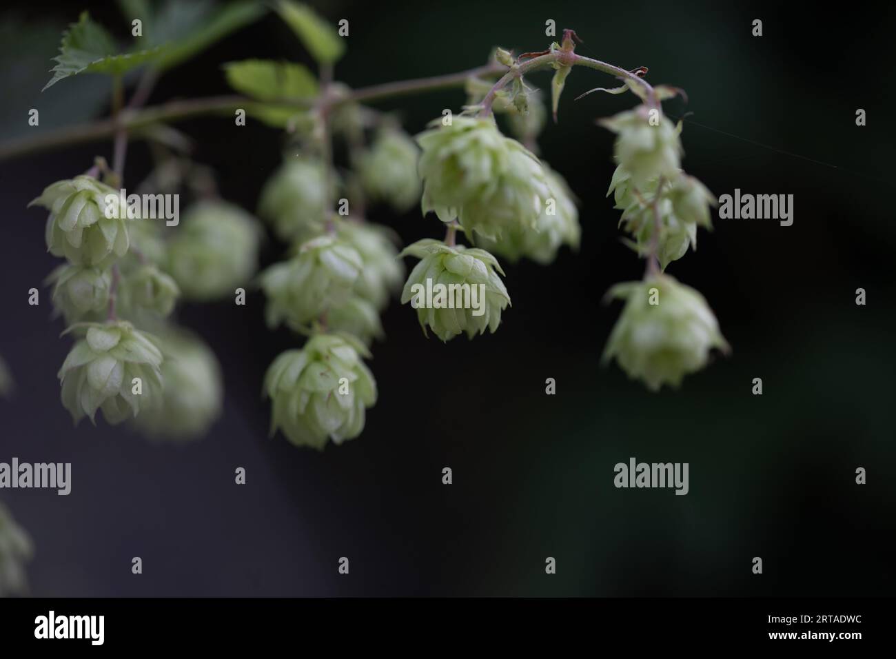 Hop bract hi-res stock photography and images - Alamy