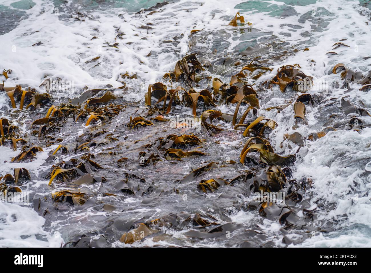 Seaweed and bull kelp growing on rocks in the ocean in australia. Waves ...