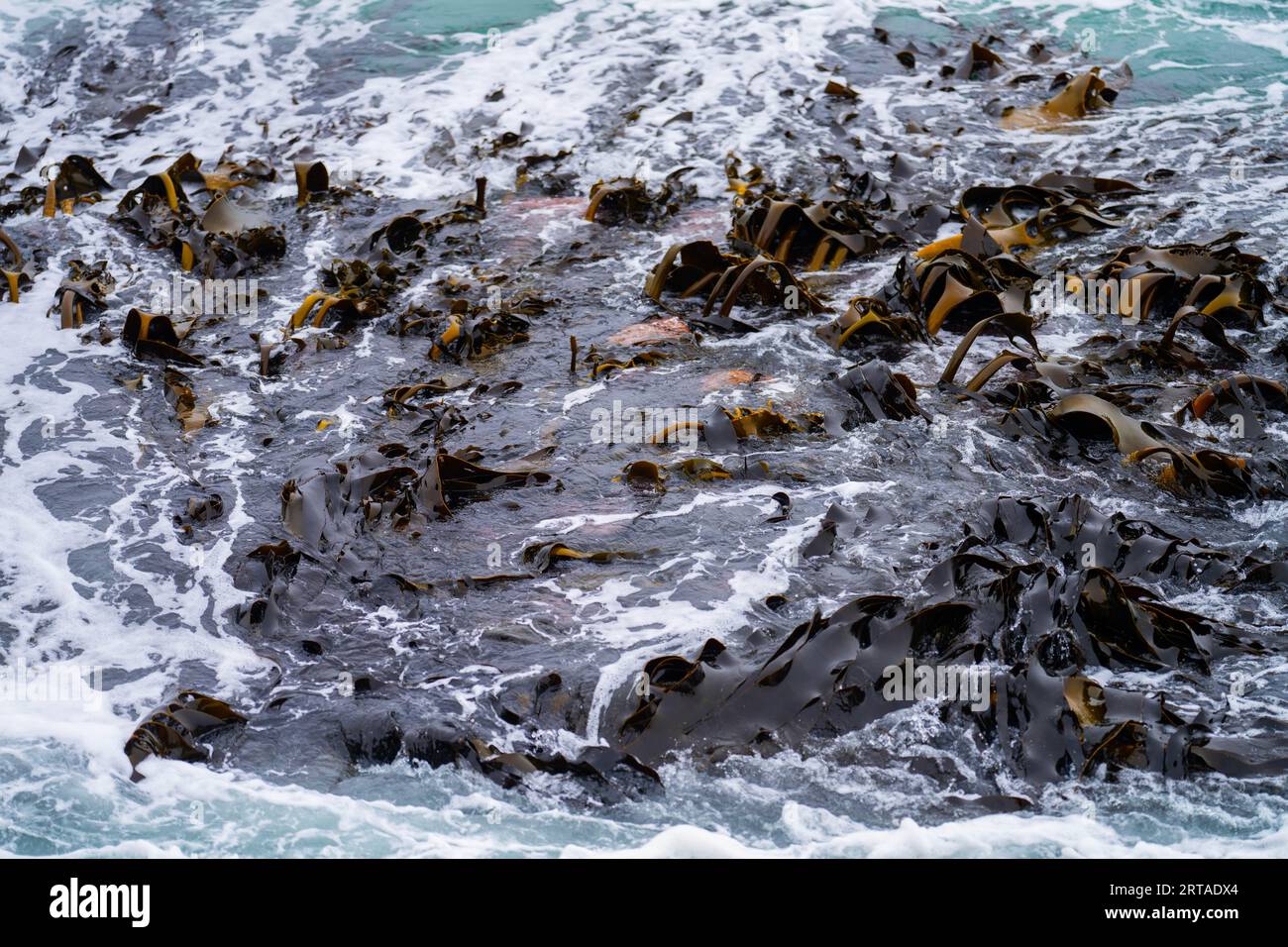 Seaweed and bull kelp growing on rocks in the ocean in australia. Waves ...