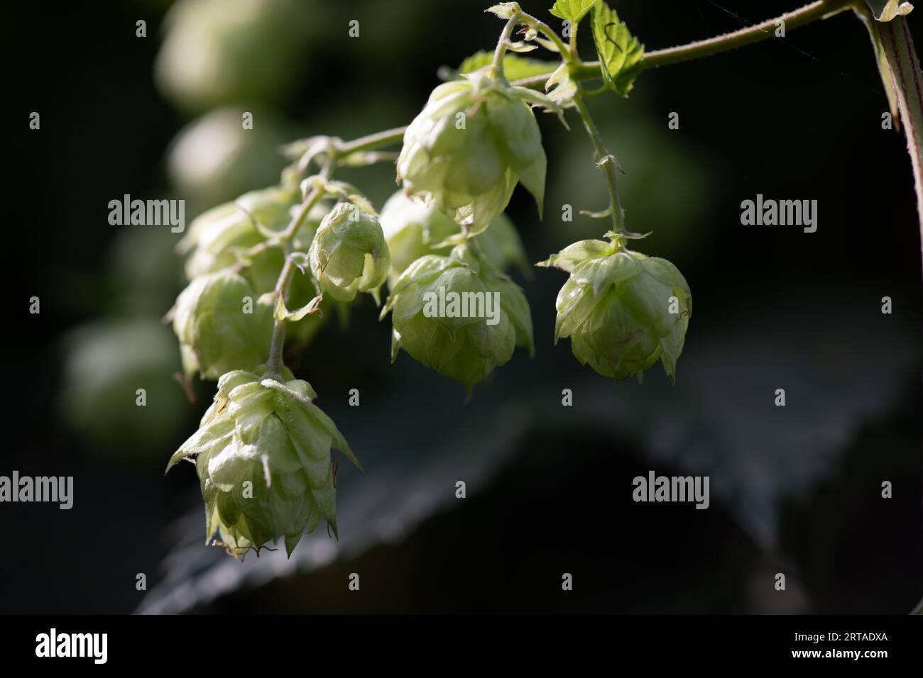 Lúpulo lúpulo humulus lupulus hi-res stock photography and images - Alamy