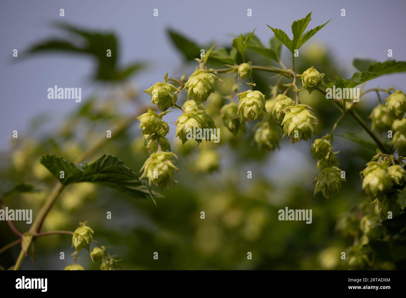 Lúpulo lúpulo humulus lupulus hi-res stock photography and images - Alamy