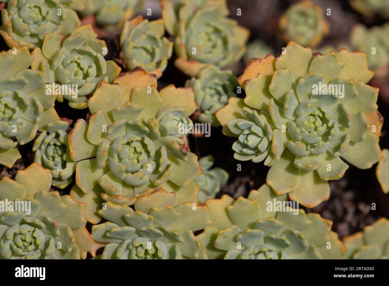 Resonant tone hi-res stock photography and images - Alamy