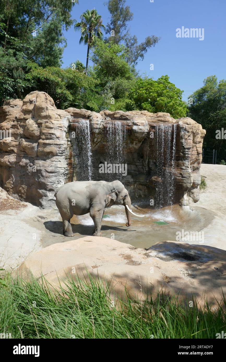 Los Angeles, California, USA 31st August 2023 Asian Elephant Billy at ...