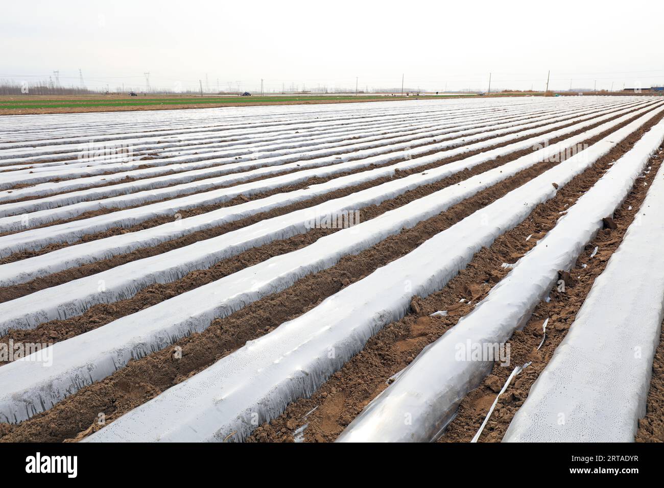 Potato planting covered with plastic film Stock Photo - Alamy