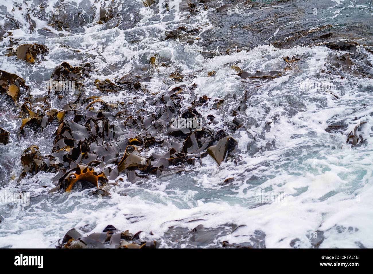 Seaweed and bull kelp growing on rocks in the ocean in australia. Waves ...