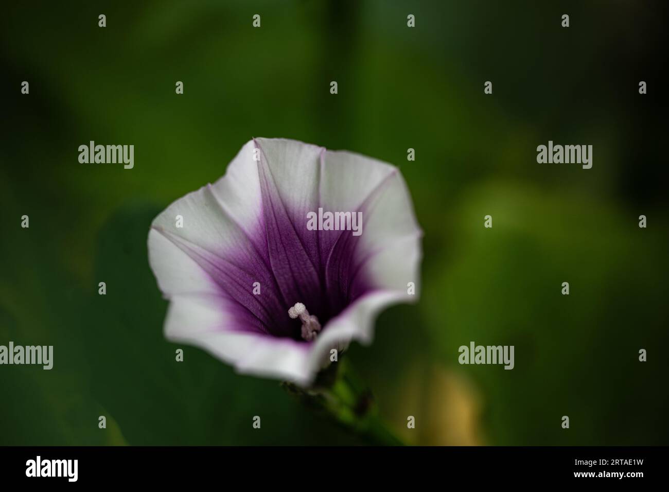 Ipomoea batatas flower hi-res stock photography and images - Alamy