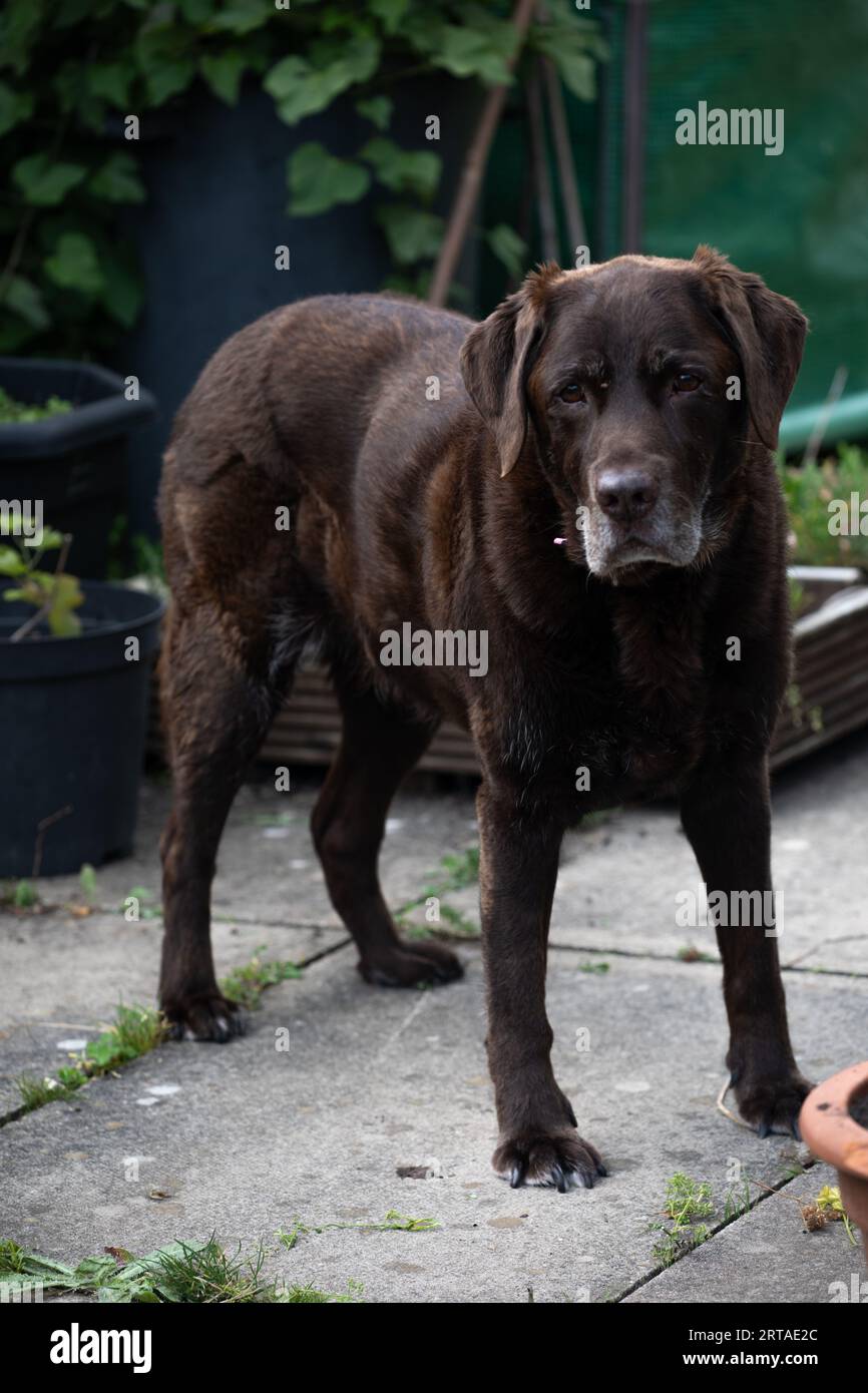 Chokky lab hi-res stock photography and images - Alamy