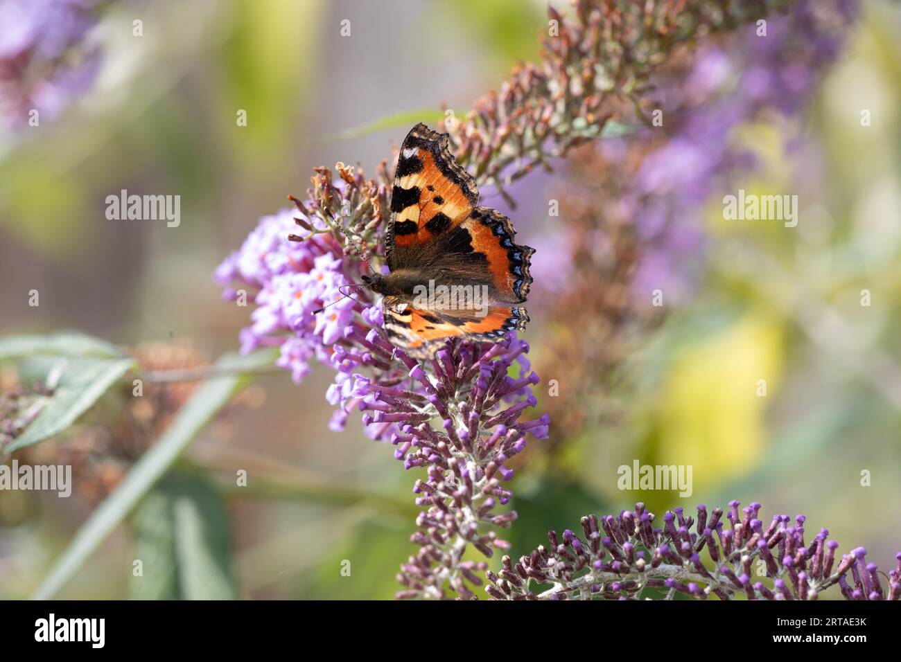 Small Tortoiseshell (Aglais urticae) on Buddleja (Buddleia, Buddlea ...